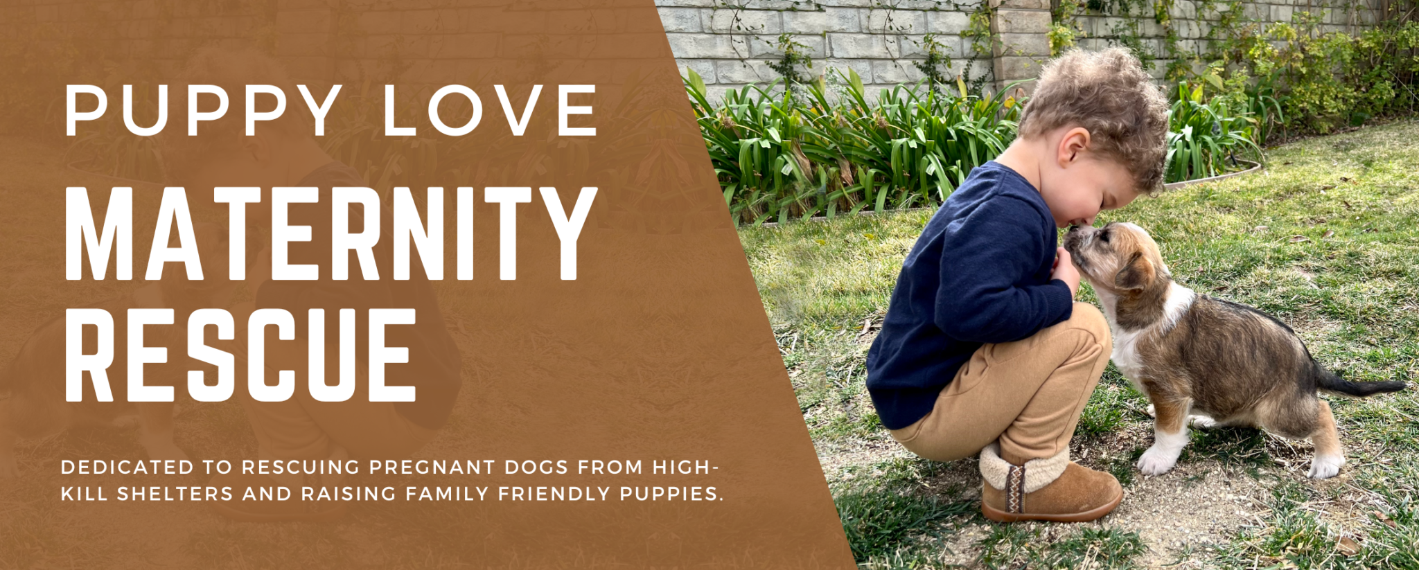 Puppy Love Maternity Rescue – Dedicated to rescuing pregnant dogs from ...